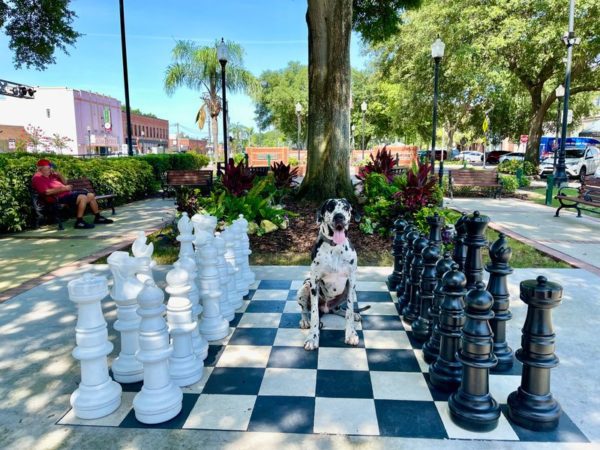 Off Leash K9 Training of St. Petersburg | Dog Obedience TrainingDog ...